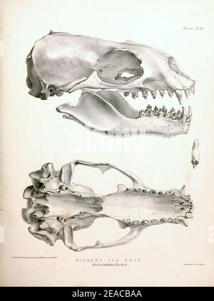 The New Zealand Sea Lion skull, dated 1844, represents an important ...