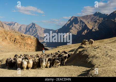 Zangla, with the valley behind the Karsha Khar fortress Stock Photo - Alamy