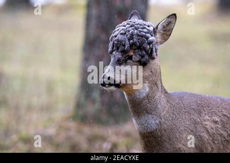 Deer in winter, wig buck Stock Photo - Alamy