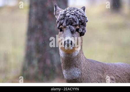 Deer in winter, wig buck Stock Photo - Alamy
