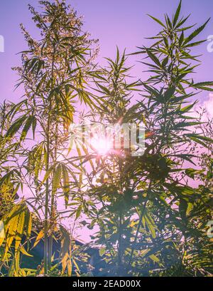 marijuana bushes on the background of summer sunset Stock Photo - Alamy