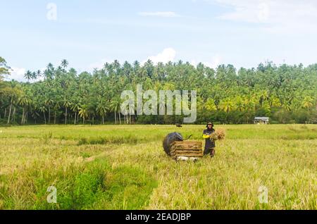 Rice Harvesting Siargao Island The Philippines South East Asia Group of ...