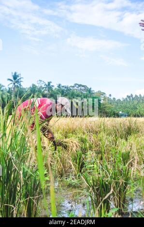 Rice Harvesting Siargao Island The Philippines South East Asia Group of ...
