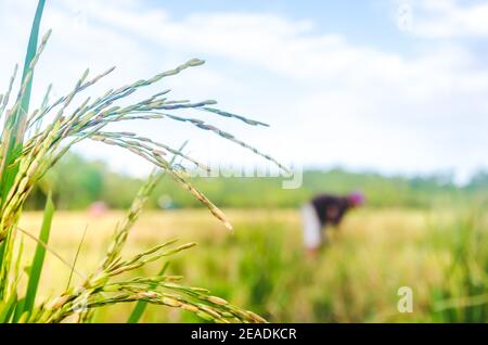 Rice Harvesting Siargao Island The Philippines South East Asia Group of ...