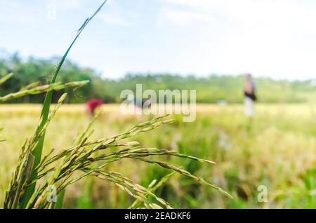 Rice Harvesting Siargao Island The Philippines South East Asia Group of ...