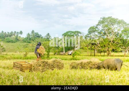 Rice Harvesting Siargao Island The Philippines South East Asia Group of ...