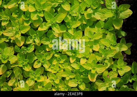 Herb garden at historic Middleton Hall garden, May Stock Photo - Alamy