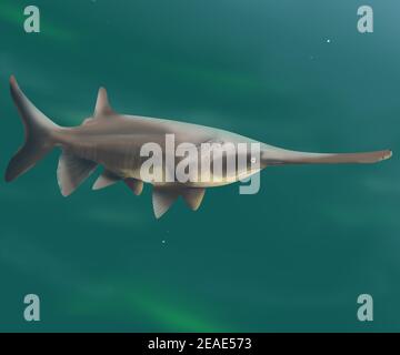 *Psephurus gladius*, also known as the Chinese paddlefish, is an ...
