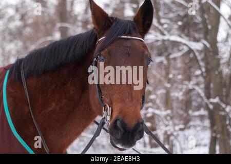 winter portrait of magnificent brown Thoroughbred bay horse. banner ...
