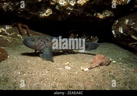 Leopard Spotted Goby (Thorogobius Ephippiatus) sits under a ledge on ...