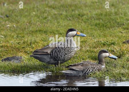Silver Teal (Spatula versicolor Stock Photo - Alamy
