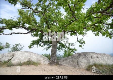holm oak, evergreen oak (Quercus ilex), evergreen oak, Greece Stock ...