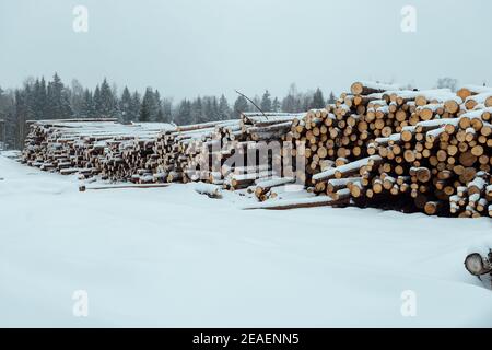 many sawn trees lie on the snow, industrial timber harvesting, man ...