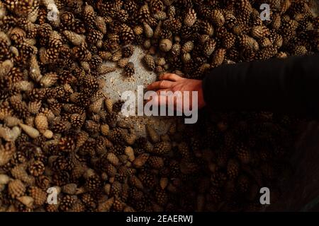 Scotch pine and needles on ground in autumn, Vaucluse, France Stock ...