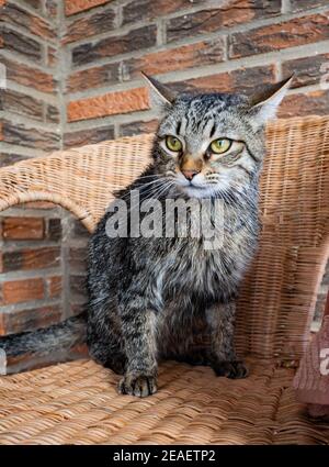 Clean washed tabby kitten on a straw chair washed tabby kitten on a ...