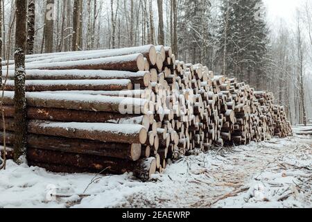 many sawn trees lie on the snow, industrial timber harvesting, man ...