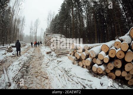 many sawn trees lie on the snow, industrial timber harvesting, man ...