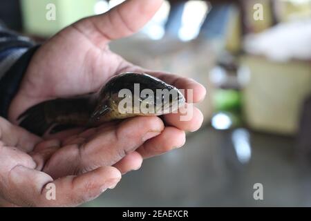 snakehead murrel fish in hand murrel fish culture in india nutrion rich ...