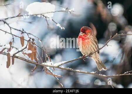 A male house finch perched in a plum tree Stock Photo - Alamy