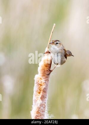 A single Marsh Wren (Cistothorus palustris) standing with legs spread ...