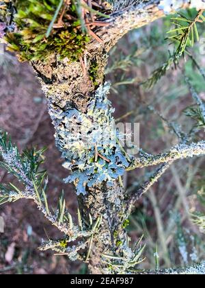 Fungal diseases, moss on bark and tree branches Stock Photo - Alamy