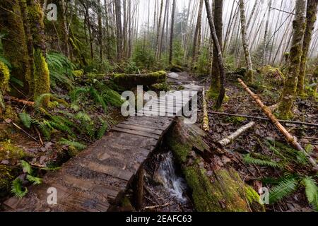 Canadian Forest View Stock Photo - Alamy