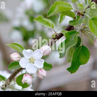 Spring time - flowering apple tree with pink blossoms Stock Photo - Alamy