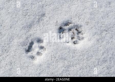 Ermine, Stoat (Mustela erminea). Tracks in snow. Norway Stock Photo - Alamy