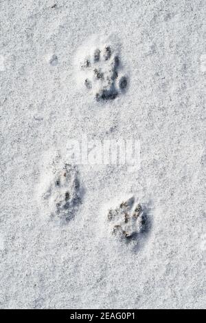 Ermine, Stoat (Mustela erminea). Tracks in snow Stock Photo - Alamy