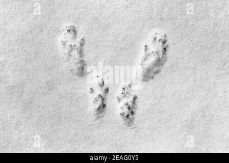Close-up of footprints showing paw pads from stoat / short-tailed ...