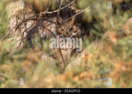 Great horned owl in a pine tree Stock Photo - Alamy