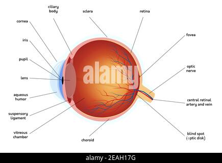 Human Eye - Cataract - Intraocular Lens - Illustration as EPS 10 File ...