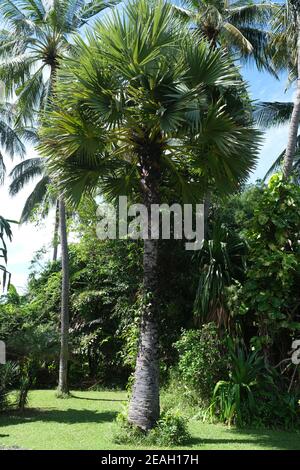 Single green palm leaf. Palm tree close up. Green palm leaf textured ...