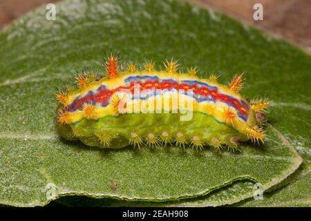 Slug Moth, Euclea obliqua, Limacodidae. Forewing Length 12 mm Stock ...