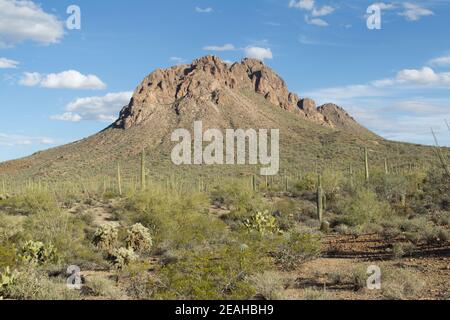 Saguaro Cactus, Ragged Top Mountain, Ironwood Forest National Monument ...