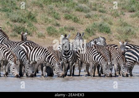 Herd of zebras (Equus quagga) drinking water, Serengeti National Park ...