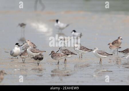 Nordmann's greenshank (Tringa guttifer) on its wintering grounds ...
