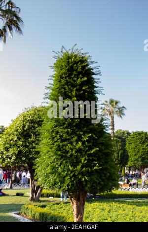 Young green tree grows in the nature Stock Photo - Alamy
