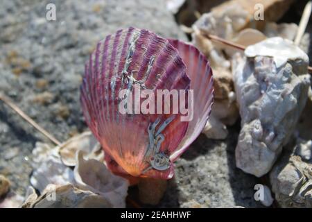 Glowing purple scallop shells on beach in afternoon light Stock Photo ...
