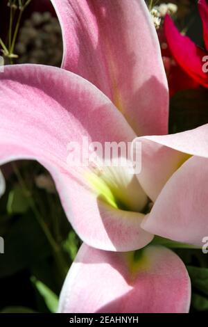 Lily flower macro view. Colorful background wallpaper Stock Photo - Alamy