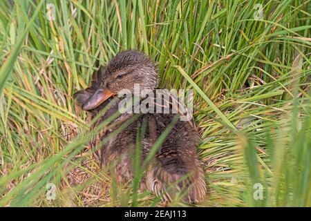 Mother Duck Nestled in the Grass in Rocky Mountain National Park in ...