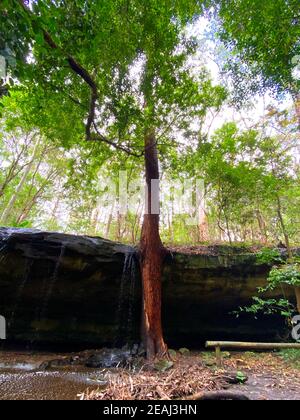 A cave waterfall with a 'guardian tree' Stock Photo - Alamy