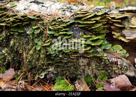 lenzites betulina mushroom, also known as the gilled polypore or birch ...