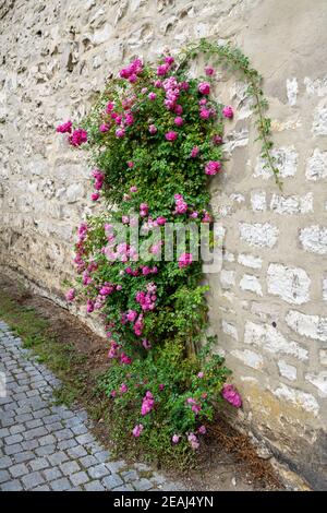 climbing rose; rambler rose Stock Photo - Alamy
