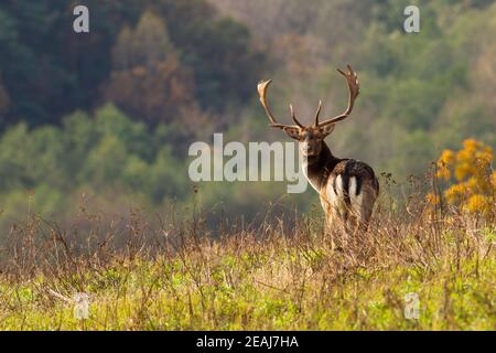 Massive fallow deer stag looking back on hill in autumn nature Stock ...