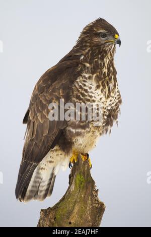 Common buzzard in its natural habitat in Denmark Stock Photo - Alamy