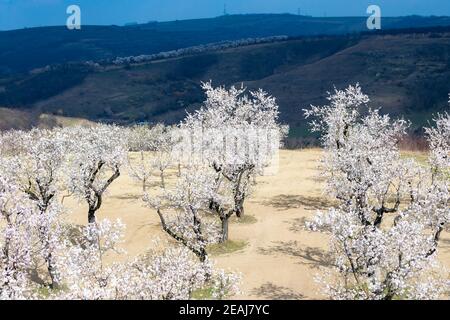 Almond tree orchard in Hustopece, South Moravia, Czech Republic Stock ...