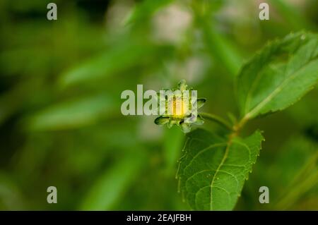 Young Coneflower bud Stock Photo - Alamy