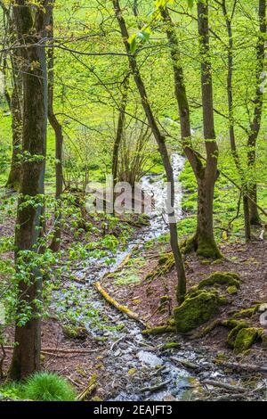 Winding Forest Stream IN Springtime Stock Photo - Alamy