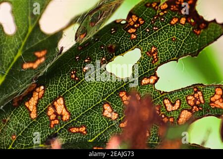 Holes and leaf damage due to insects Stock Photo - Alamy